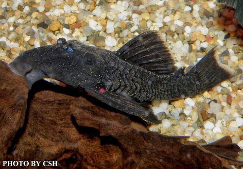 金魚&水族快訊Goldfish & Aquarium Messages: 長吻珍珠達摩(Spectracanthicus murinus)