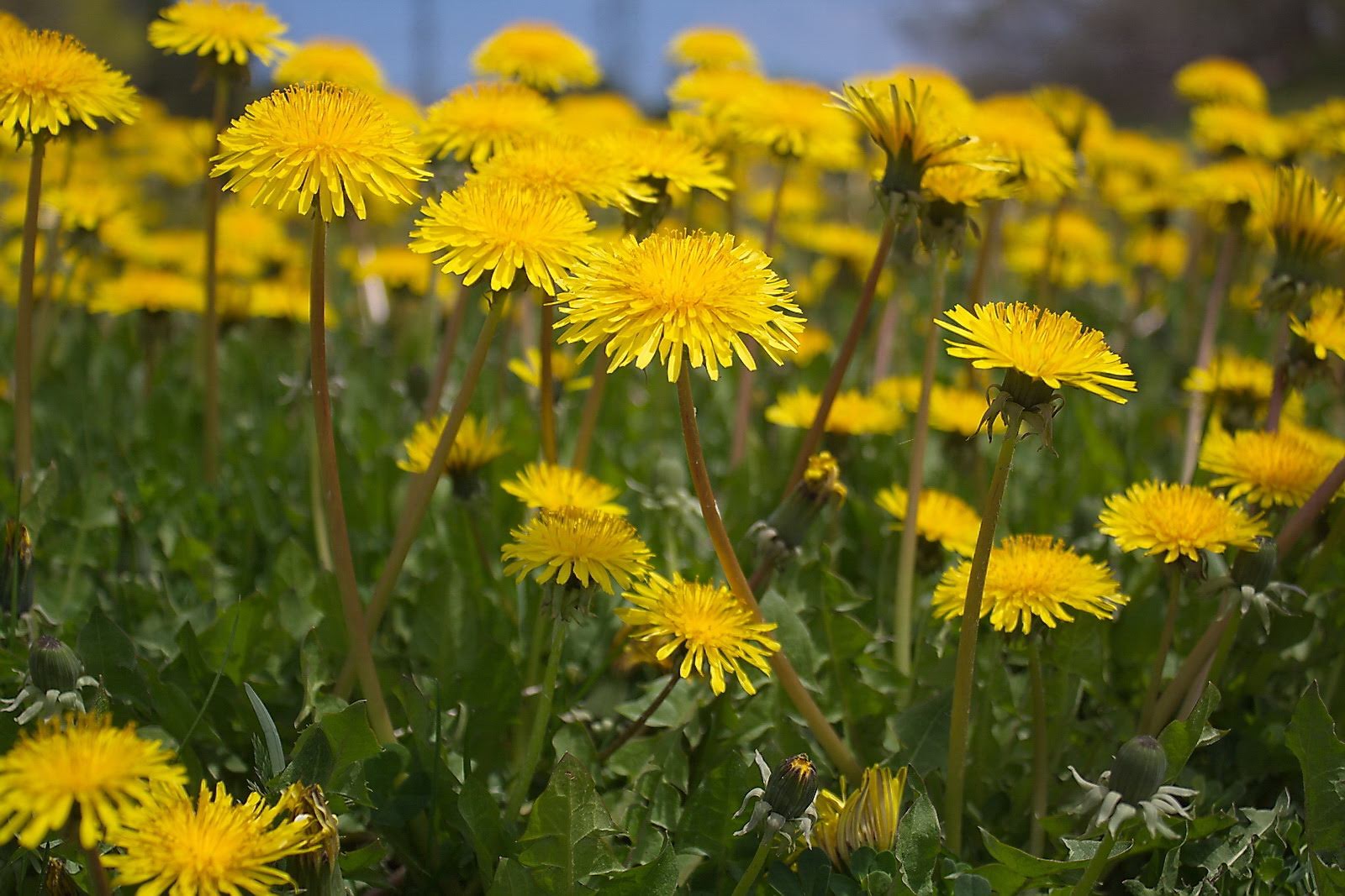 Eye Candy: Dandelions