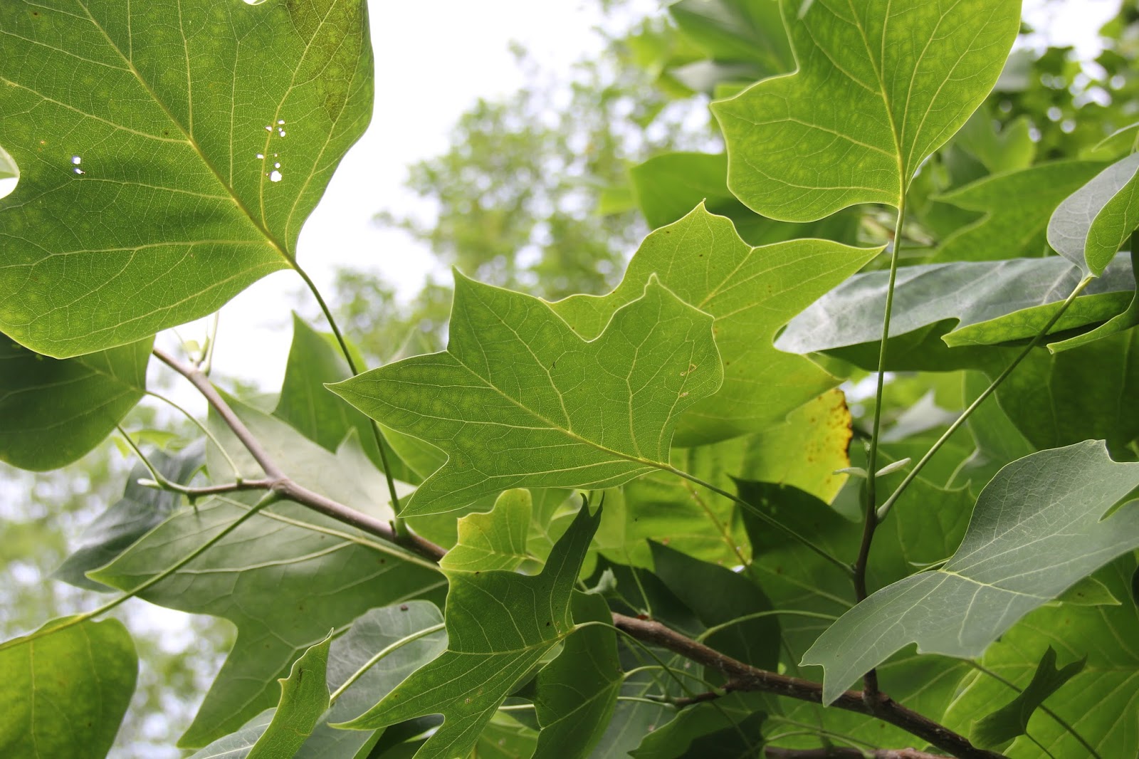 Isabella Conservation District Environmental Education Program: Field ...