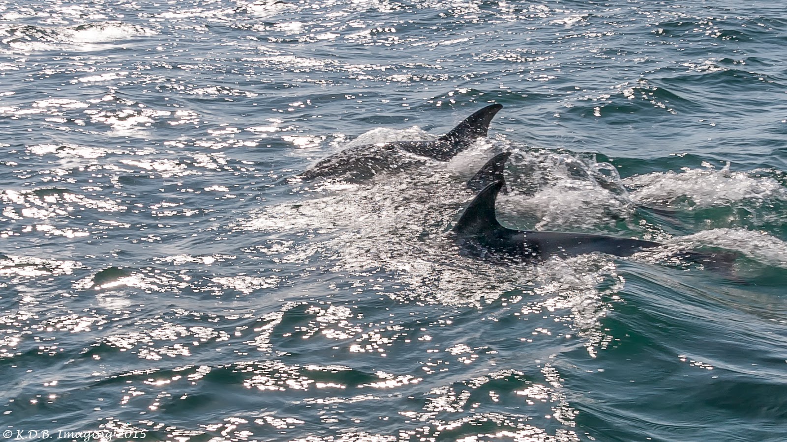 Whales in Wales: Bacon, Egg and a Bottlenose Dolphin