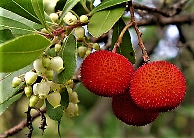 Aguardente de Medronho - Tradições de Portugal