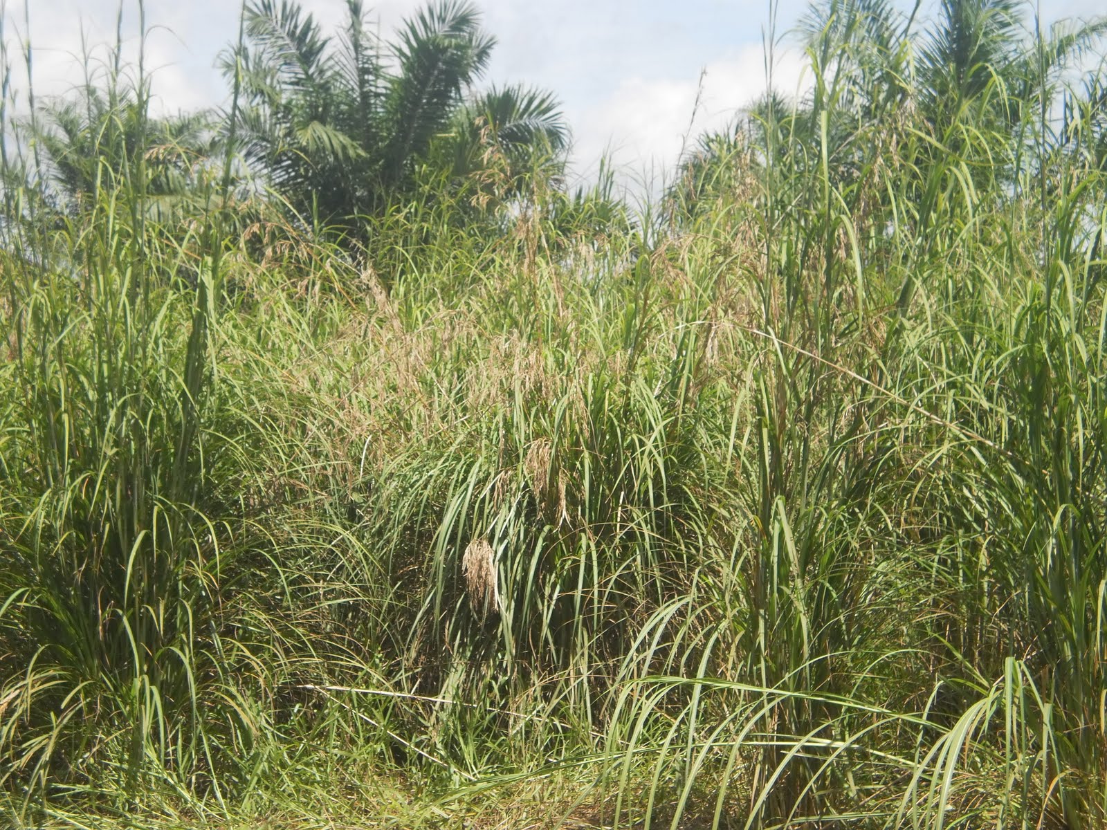 Tanah Kebun Pajak Kahang 50 ekar: Semak Samun Flora Fauna