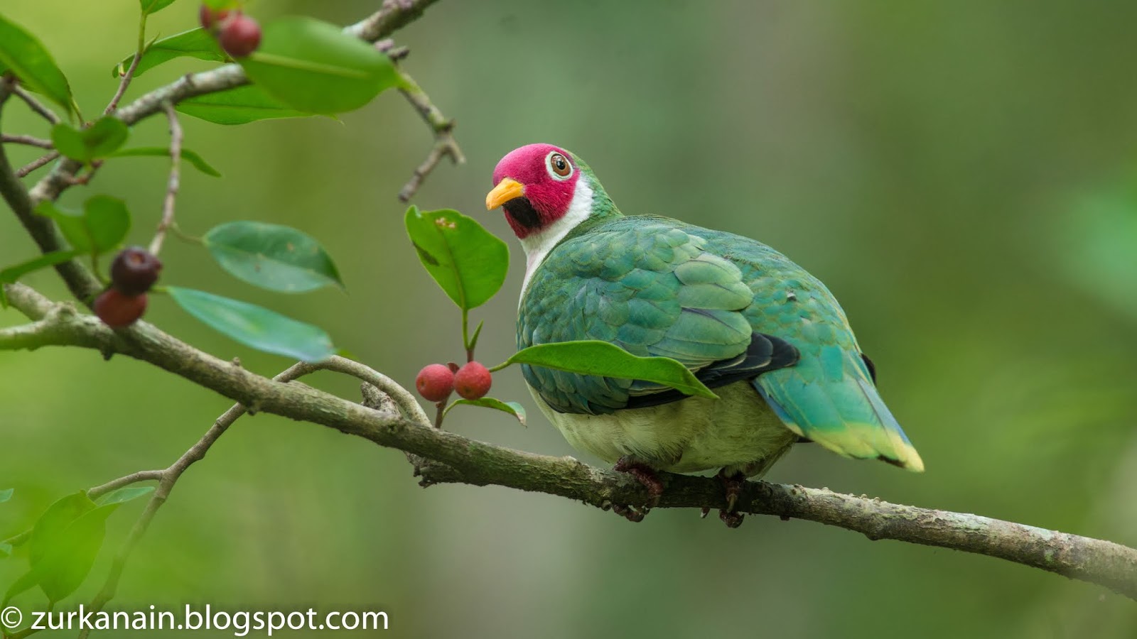 Zul Ya - Birds of Peninsular Malaysia: Jambu fruit Dove - Lifer