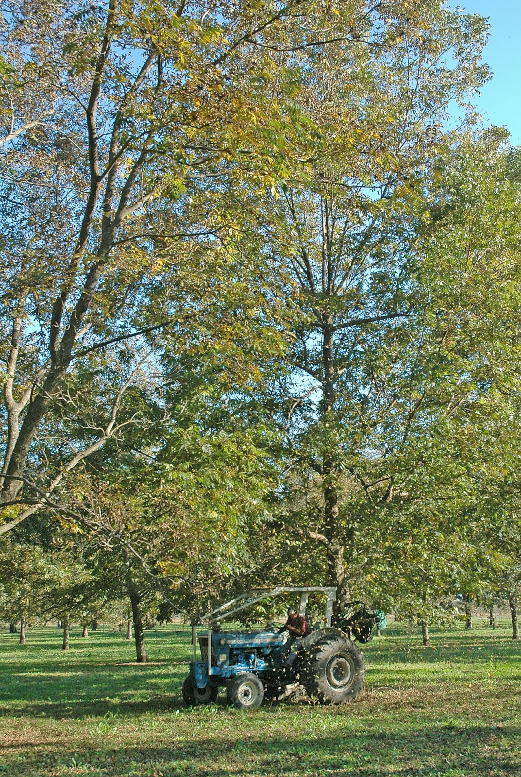 Northern Pecans: Testing out our harvest equipment