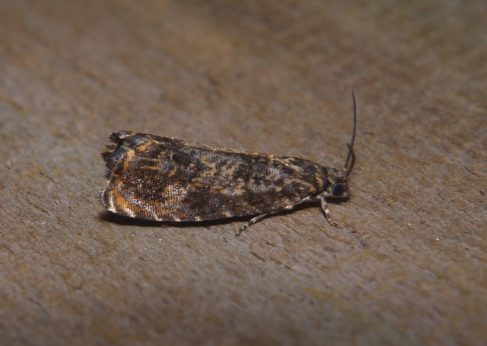 Northwest Norfolk Naturalists: Cherry Bark Moth