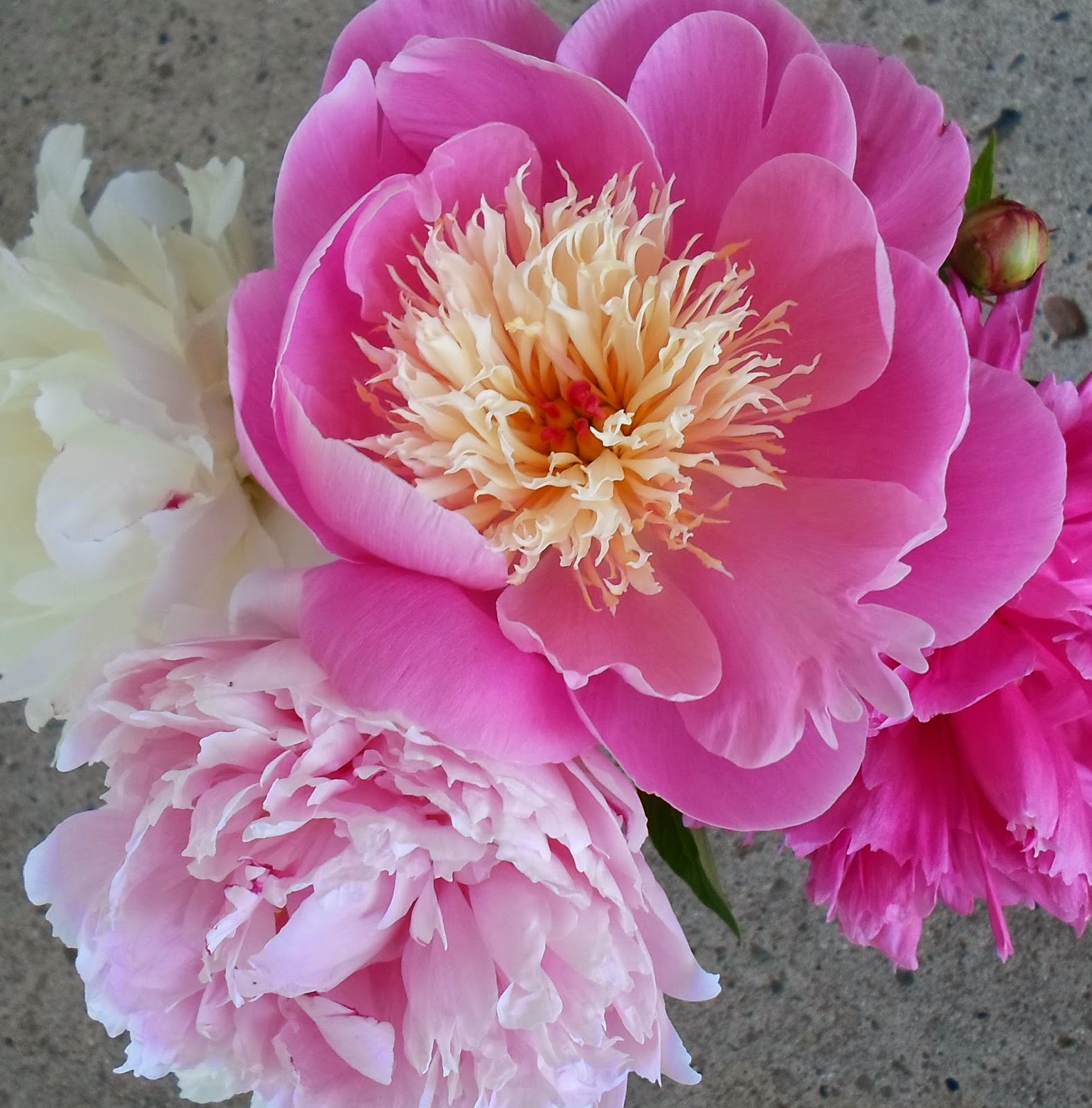 Happier Than A Pig In Mud: Pretty Peonies