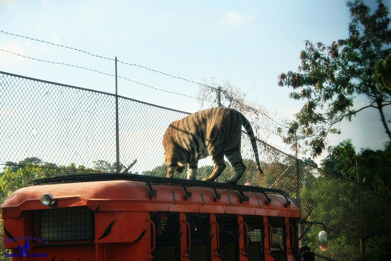 Chronicles of a Stoked Traveler: Zoobic Safari, Subic Bay | Take a Walk ...