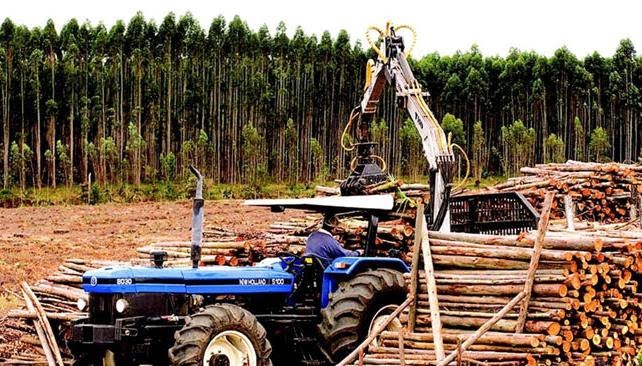 Mundo Forestal Explotación Forestal