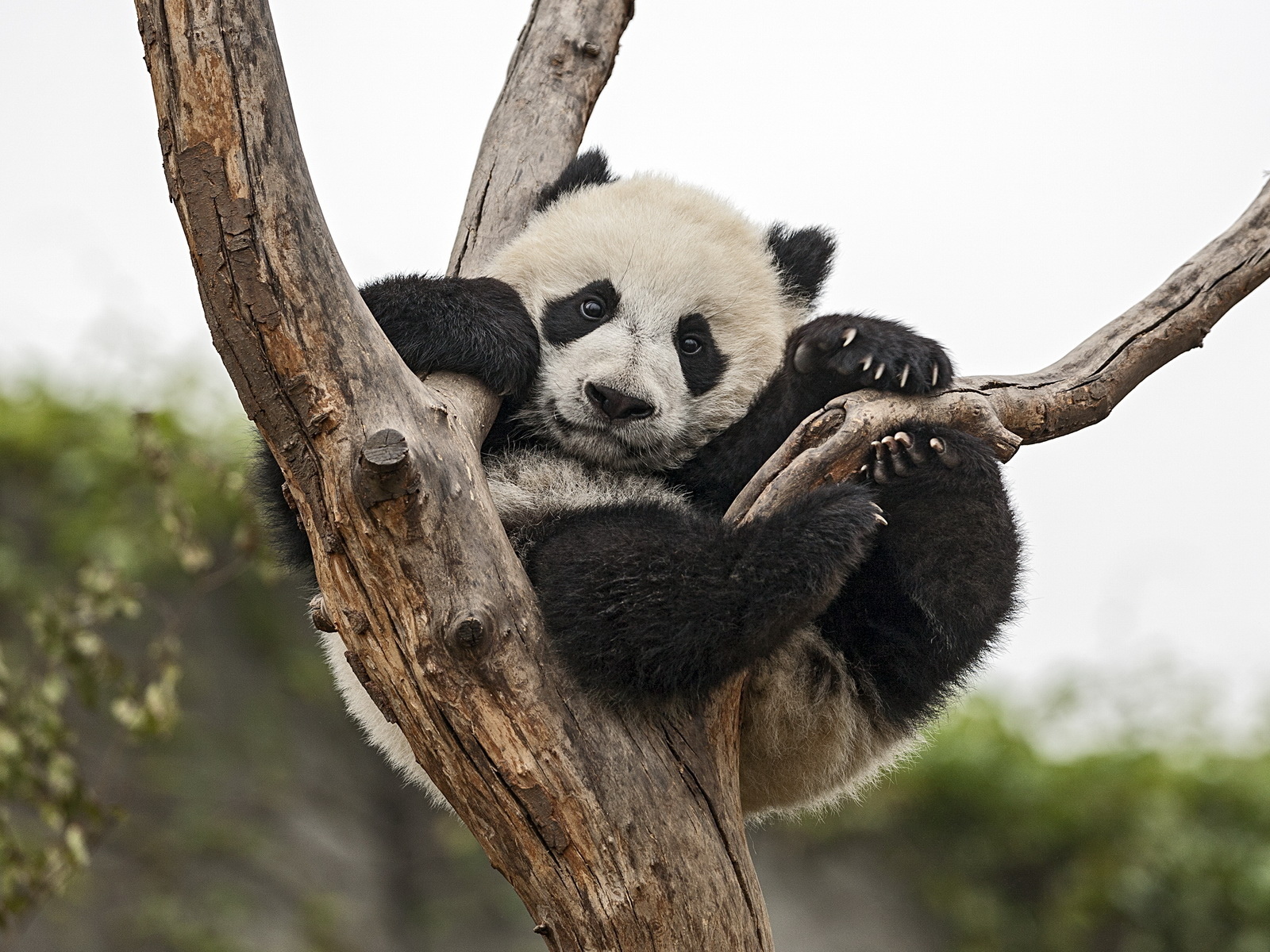 Fotografías de osos divertidos en el bosque