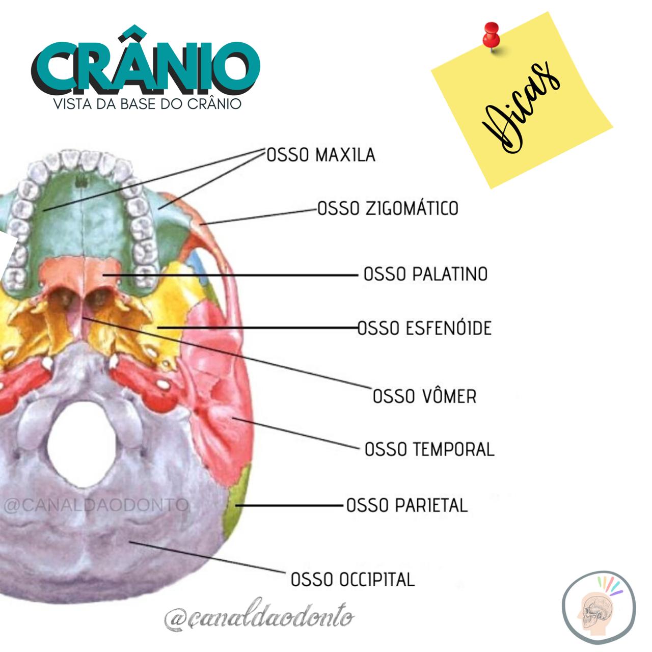 Base Externa Do Cranio - FDPLEARN