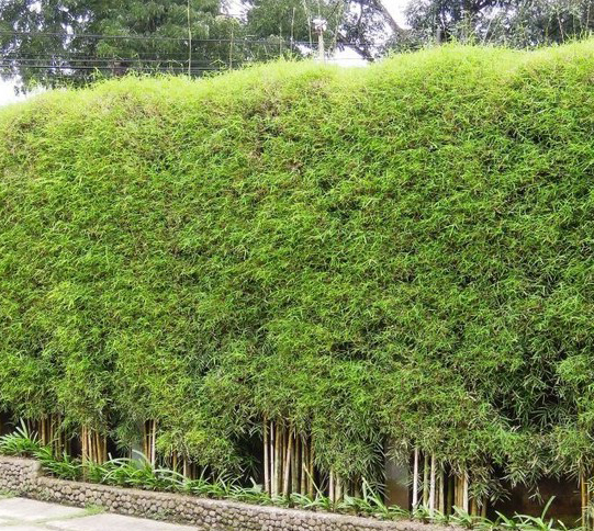 91+ Jenis Tanaman Hias Bambu Jepang