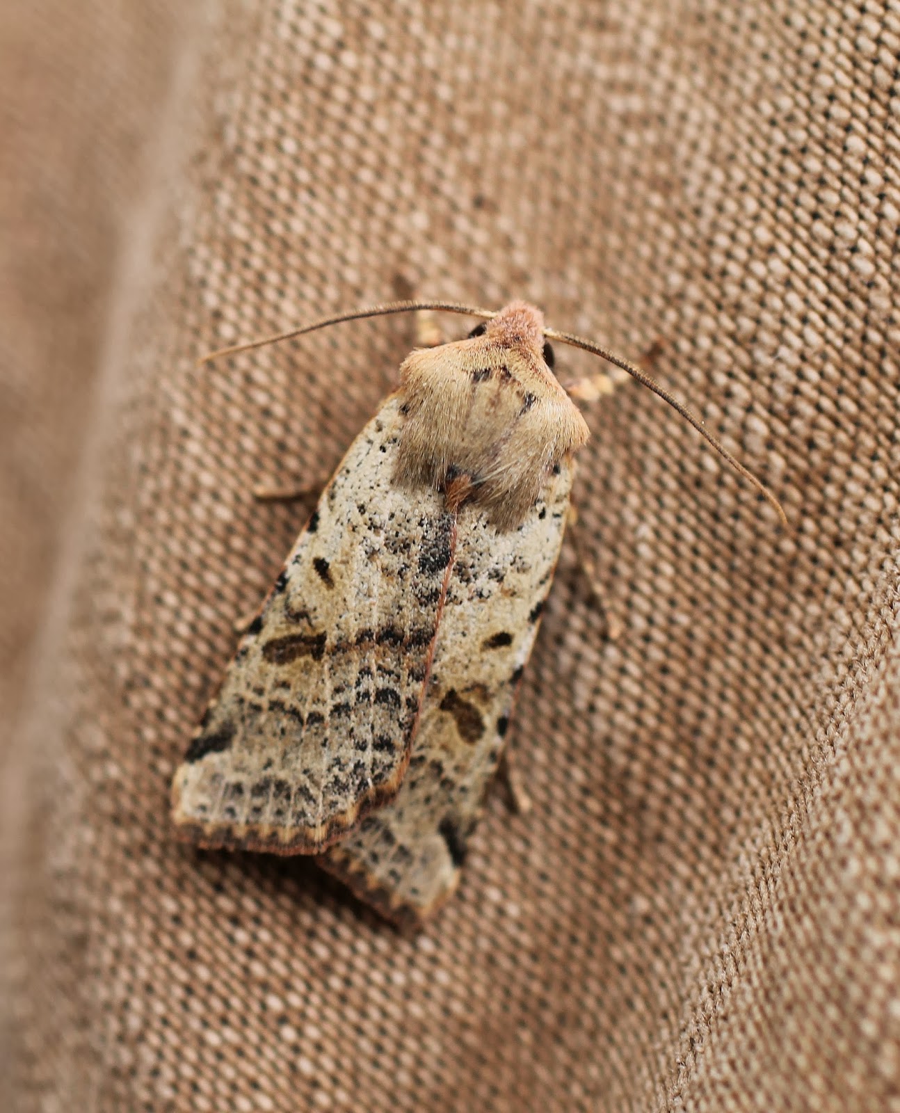 Shandy Hall Moths: 30 September 2013 - Beaded Chestnut