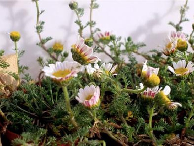 BERTRAM - 12 cennych właściwości leczniczych bertramu rzymskiego!