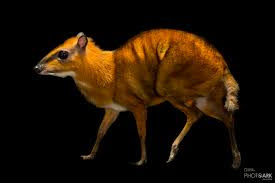 Mamíferos y marsupiales mammals of the earth: Ciervo ratón napu ...