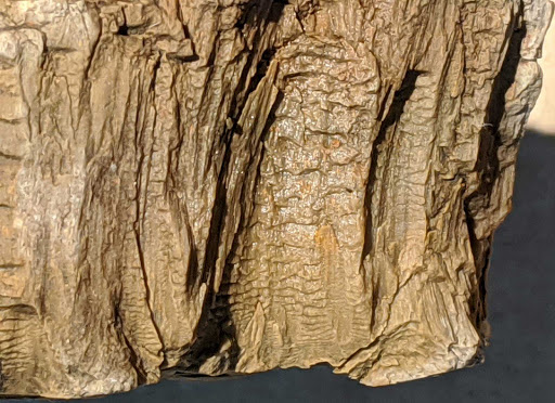 Louisville Fossils and Beyond: Cone-In-Cone Structures