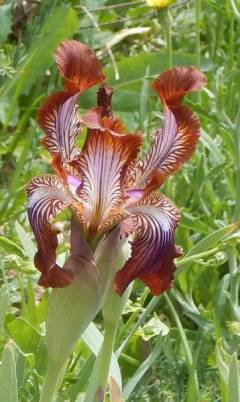 World of Irises: Classifying Aril and Arilbred Irises