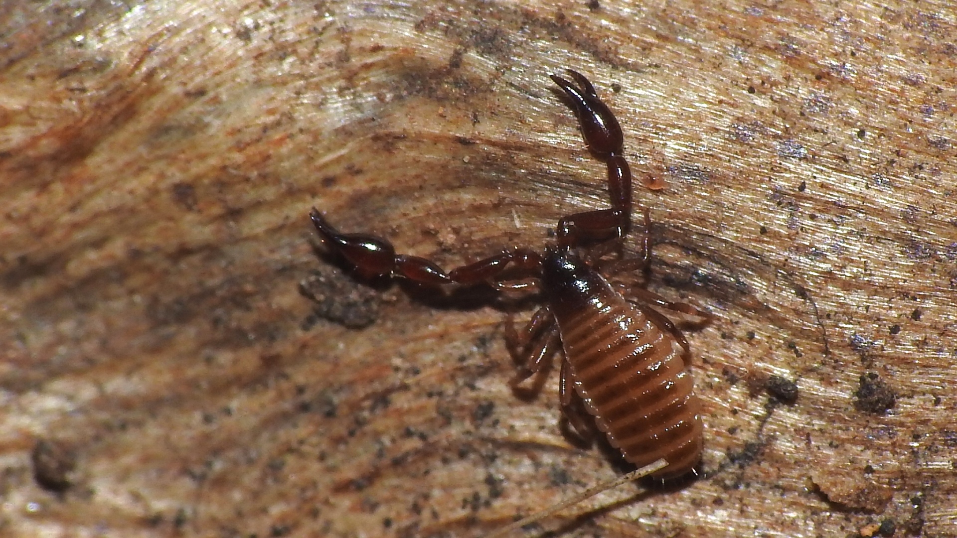 台灣-鳥類與昆蟲-自然觀察記錄: 雙首冠擬蠍 Lophochernes bicarinatus / Cheliferidae 蟹擬蠍科
