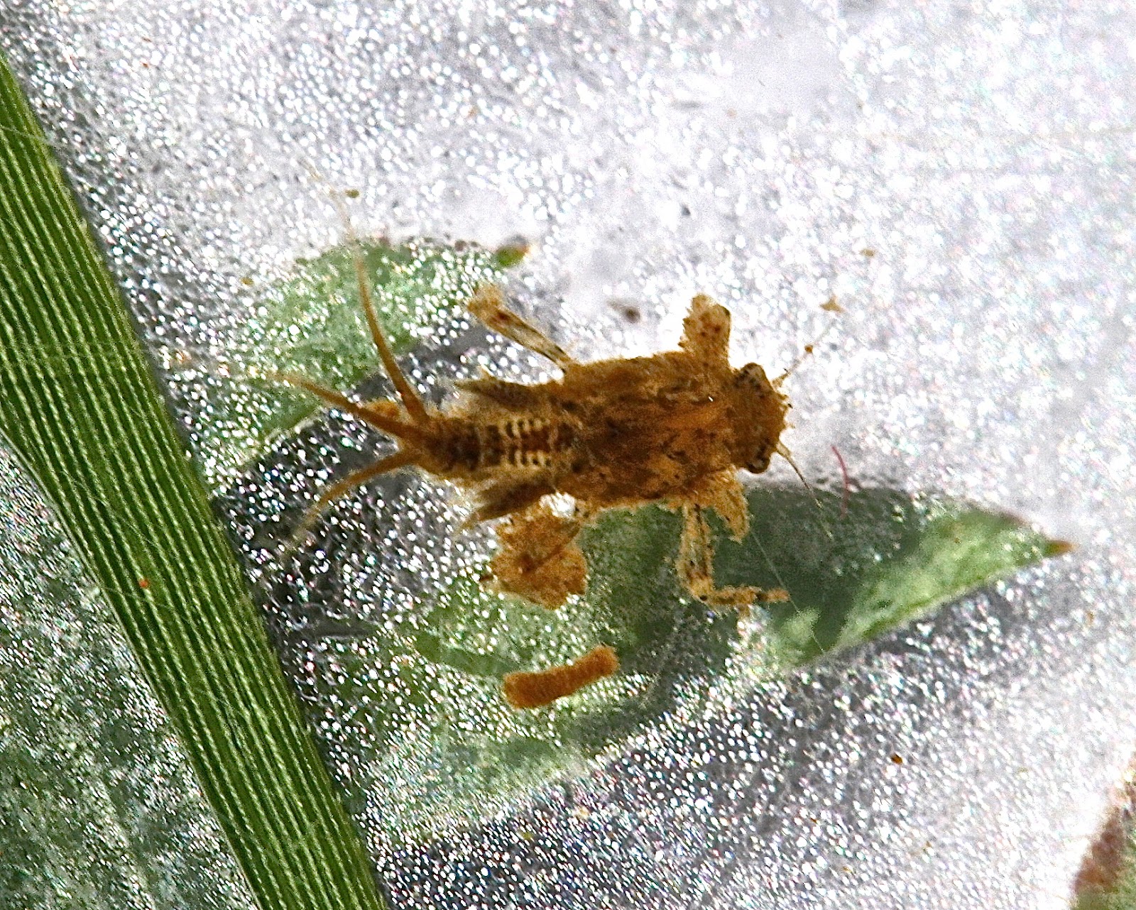 Aquatic Insects of Central Virginia: EPT Species List of Central ...