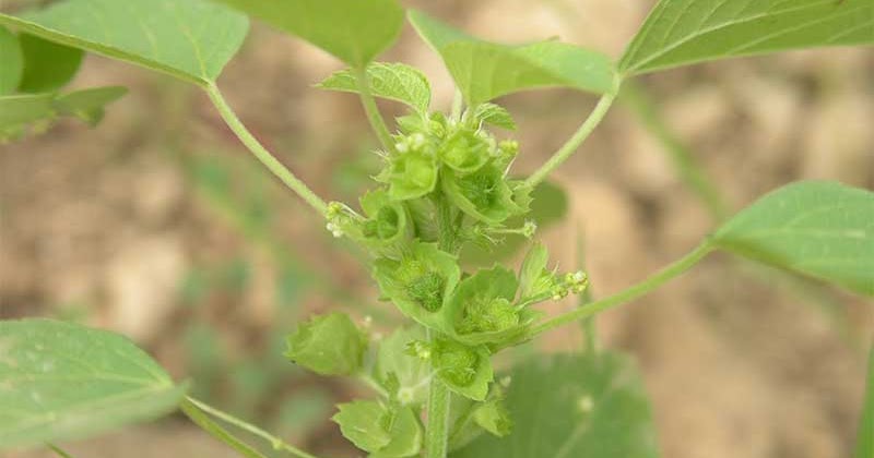 Khasiat Tanaman Anting-Anting