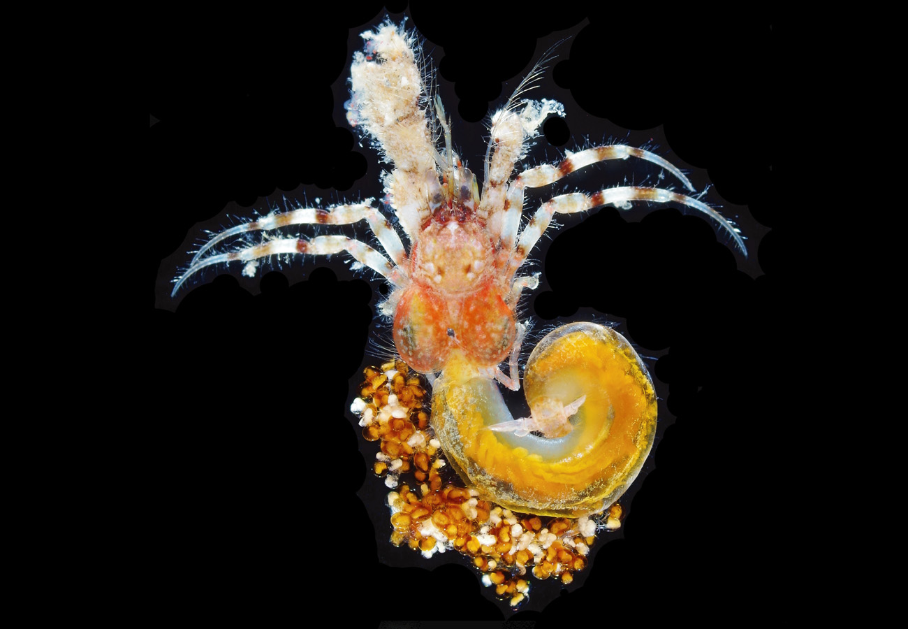 Species New to Science: [Crustacea • 2020] Diogenes minimus • A New ...