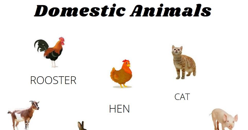 Domastic Animals