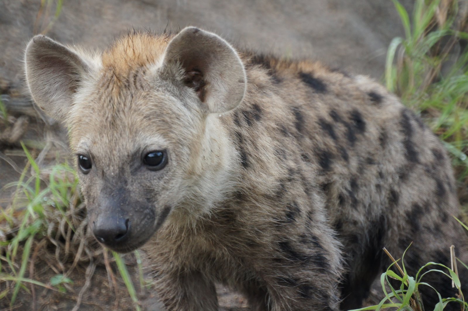 South Africa: Londolozi and Thonga: Incredibly Cute Hyena Cubs