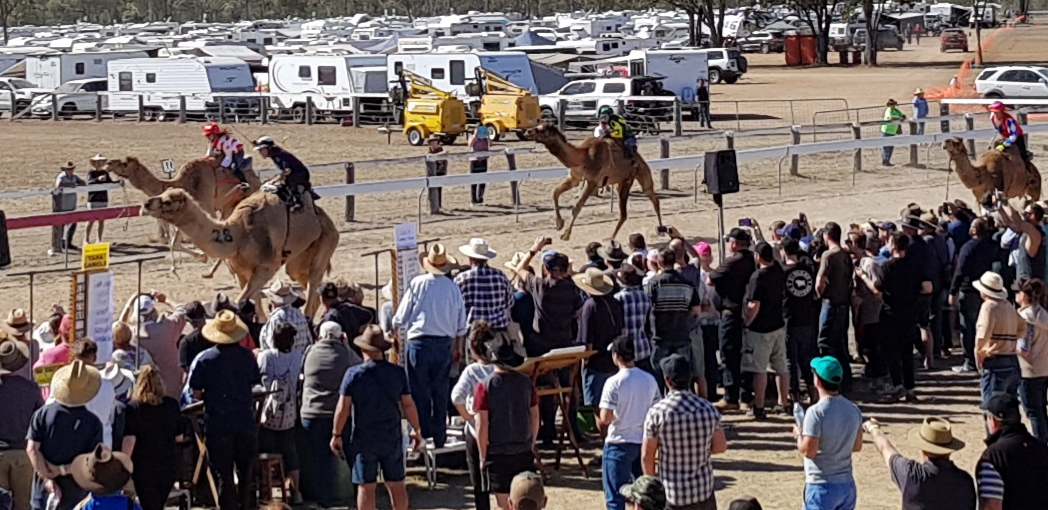 OZ gran in a van: TARA CAMEL RACES