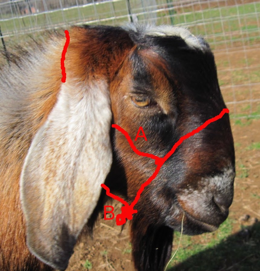 2 Creeks Goats: Halters and Fitting them