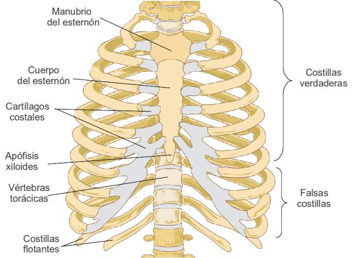 Biologia : LIBRO DE ANATOMIA DE TORAX