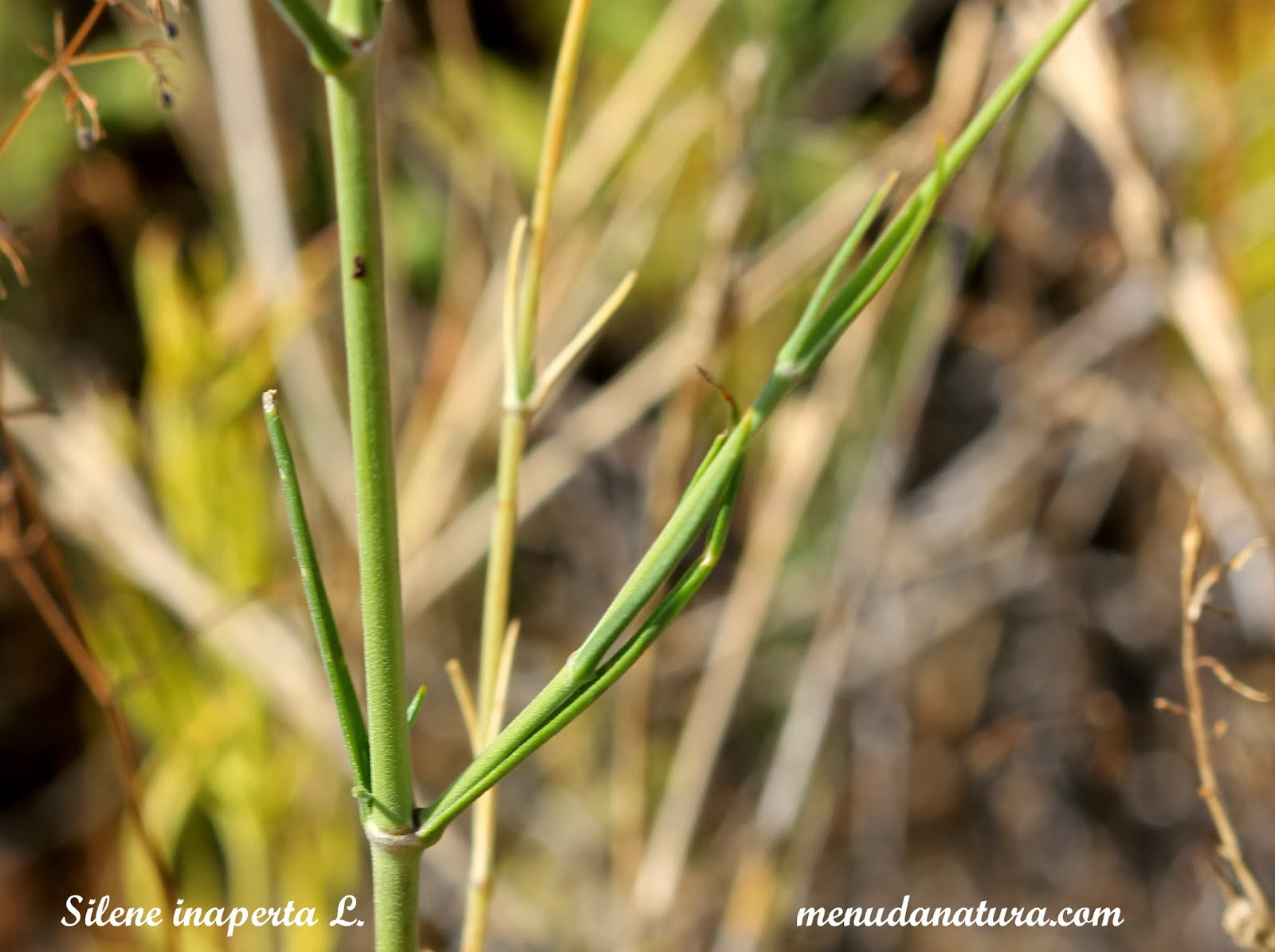 Menuda Natura: de febrer 2014
