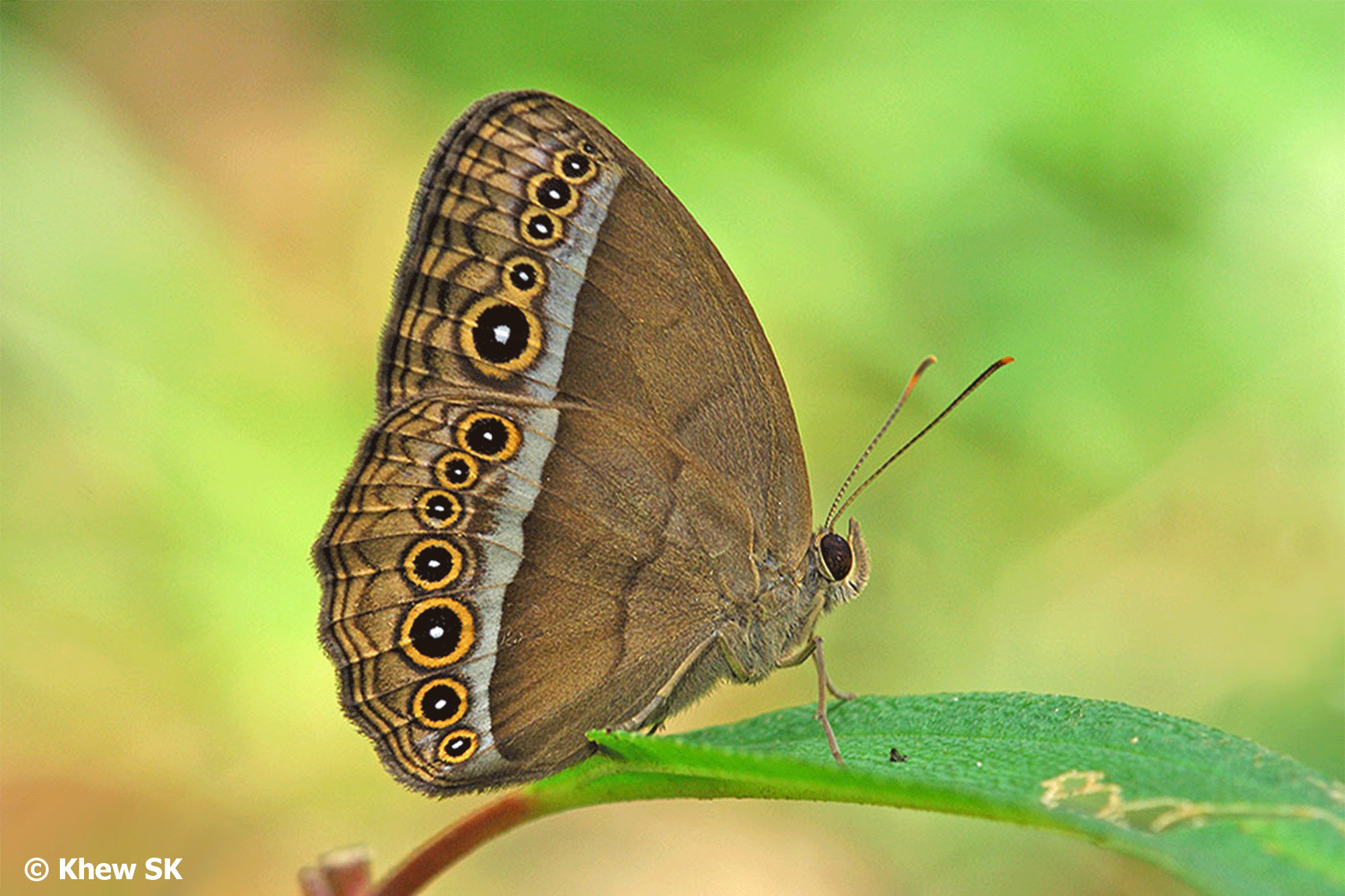 Butterflies of Singapore: Bush Browns of Singapore : Part 1