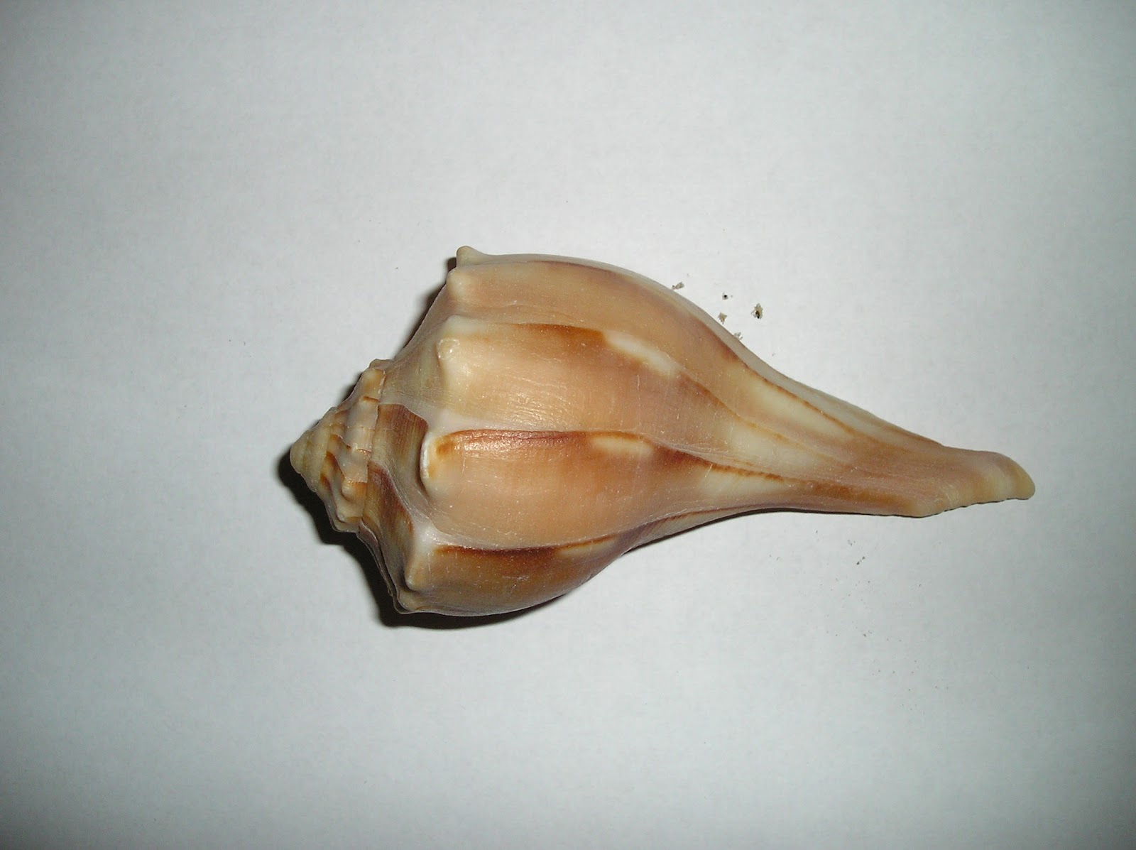 Ocracoke Island Journal: Conch or Whelk