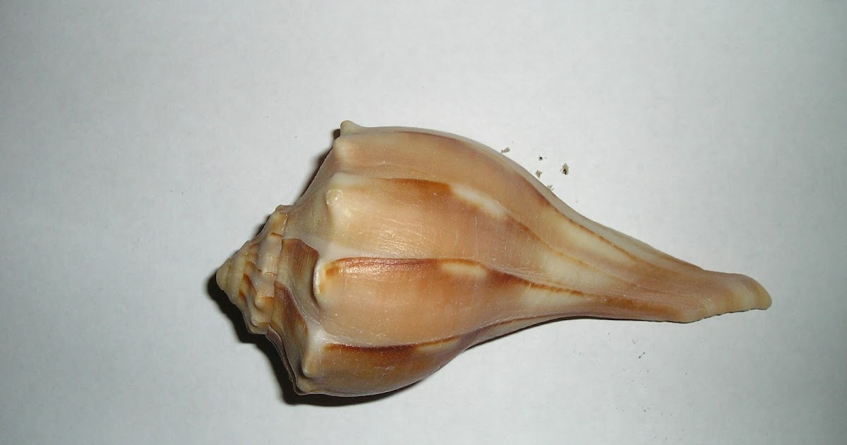 Ocracoke Island Journal: Conch or Whelk
