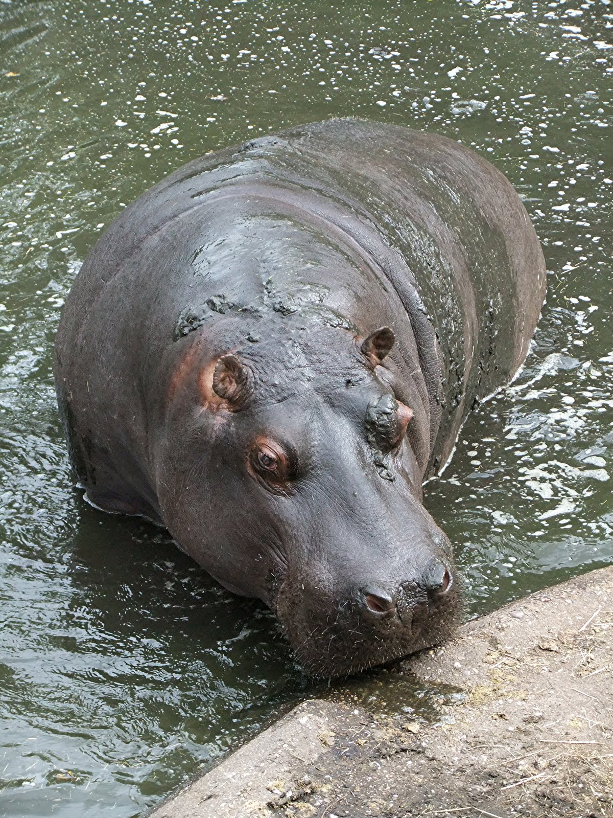 ShukerNature: SURF HIPPOS, HERE THEY COME!