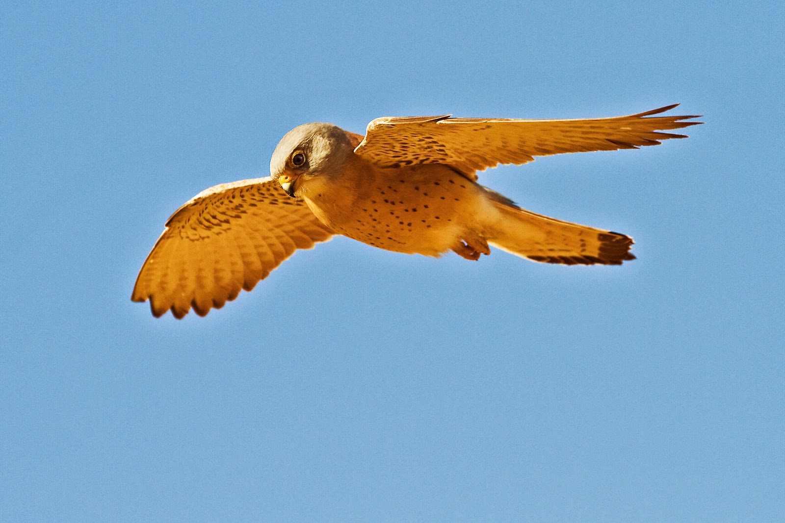 PETER'S PORTFOLIO..............Bird & Wildlife Photography: Lesser Kestrel