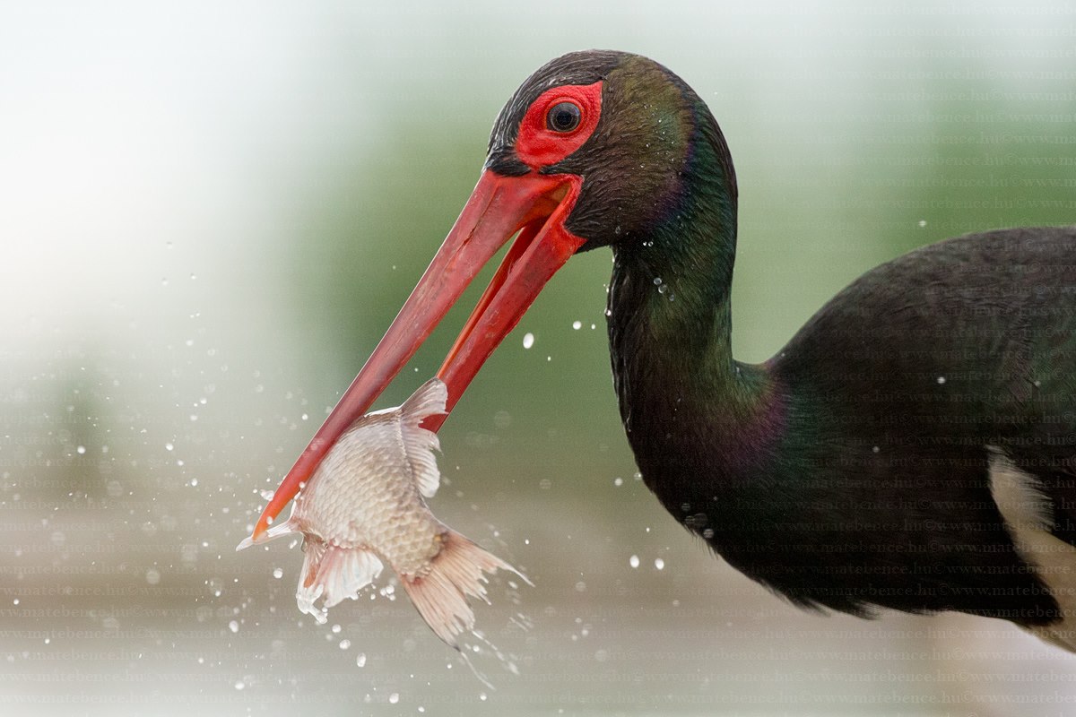 Wildlife Photography - Sri Lanka: Bence Mate “The Invisible Wildlife ...