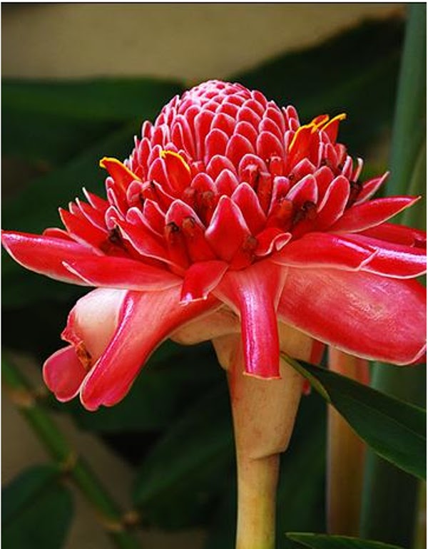 tropicalia: "flora de Angola"