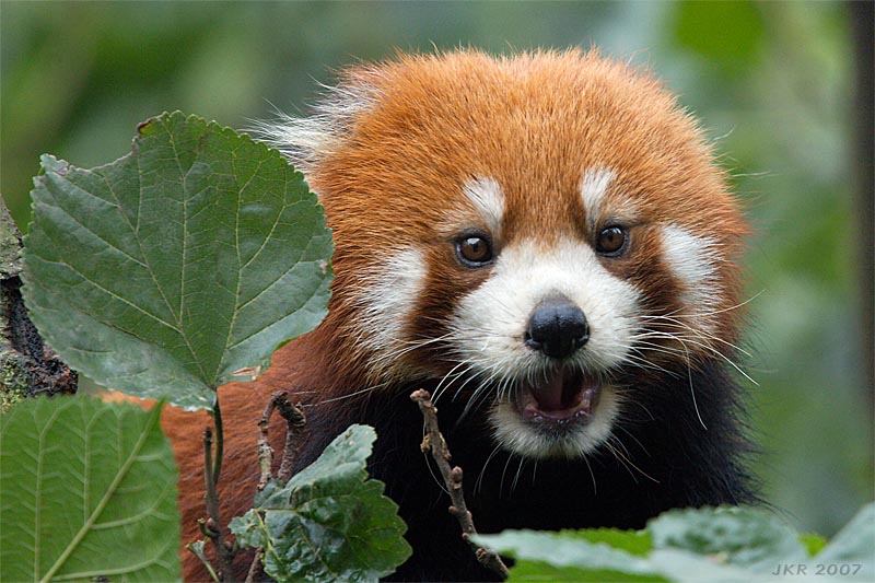 Funny Pics: Funny Red Panda Images