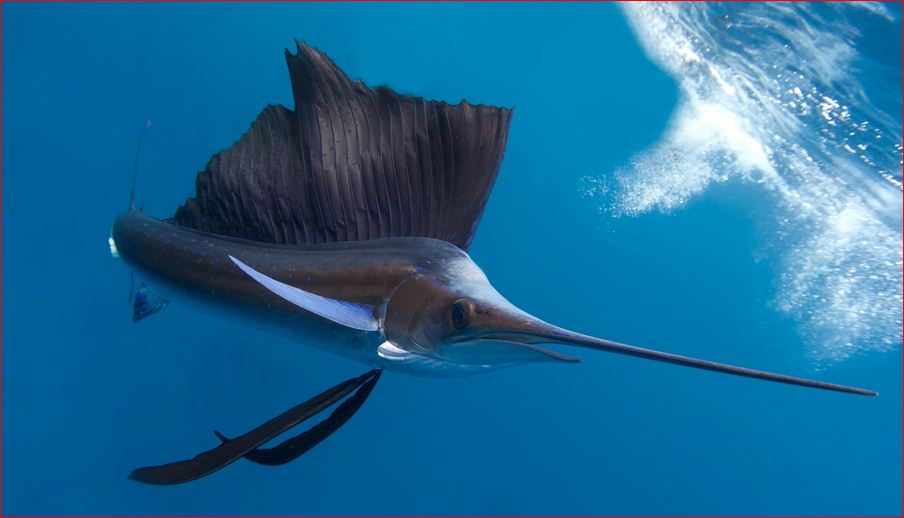 Indo Pacific sailfish - Alchetron, The Free Social Encyclopedia