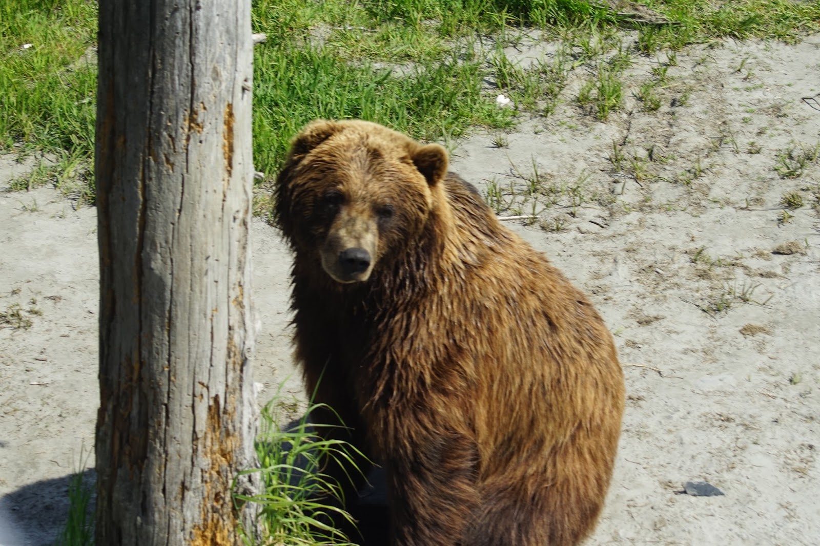 Lost But Loving It...In Alaska!: The End of an Em-bear-assing amount of ...