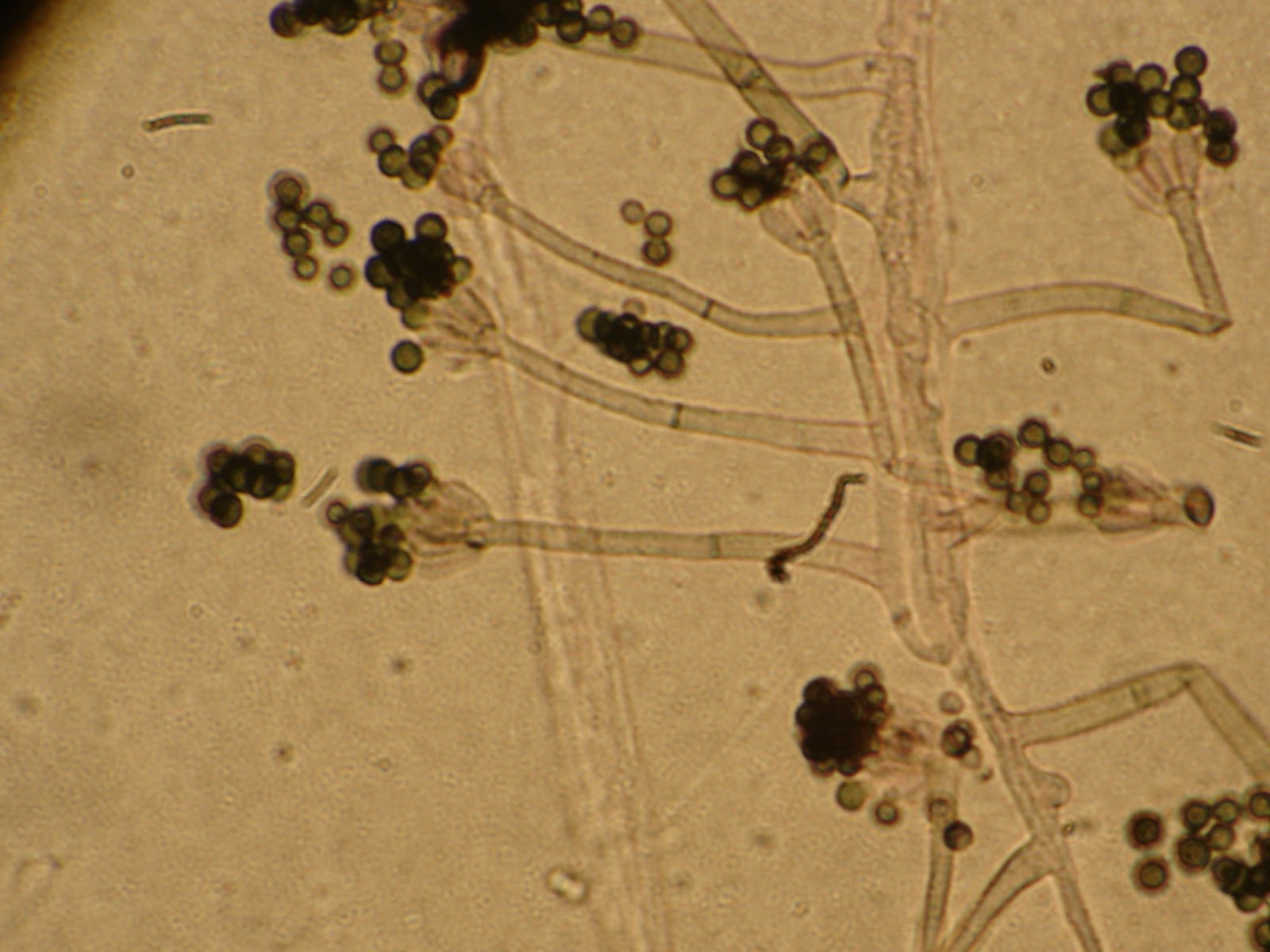 Sustainable Mycology: Memnoniella spp