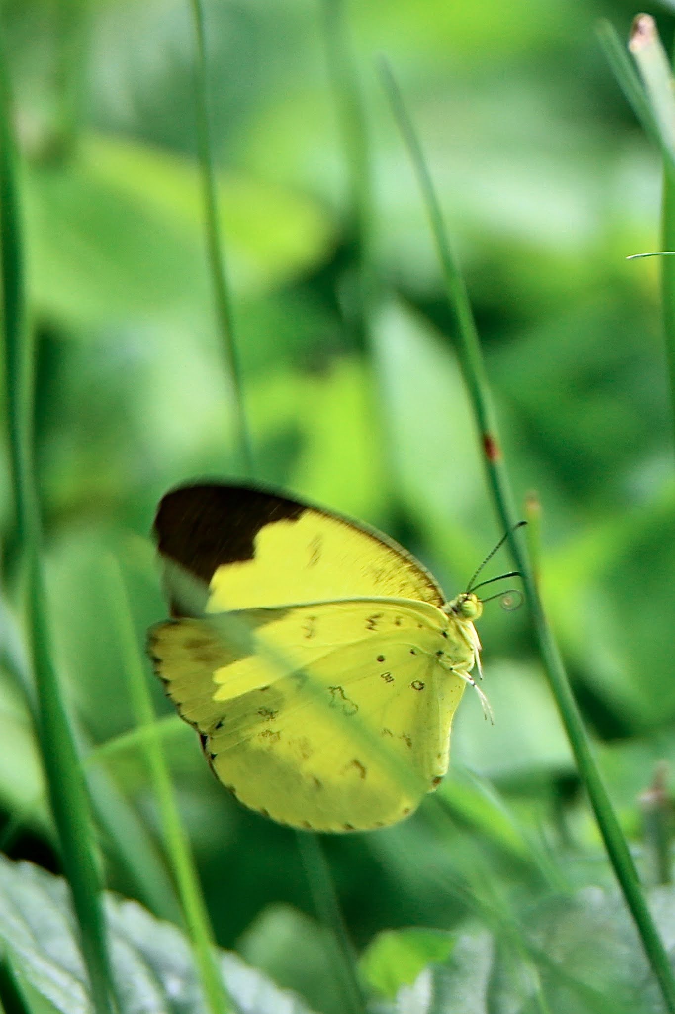 Common Grass Yellow Butterflies