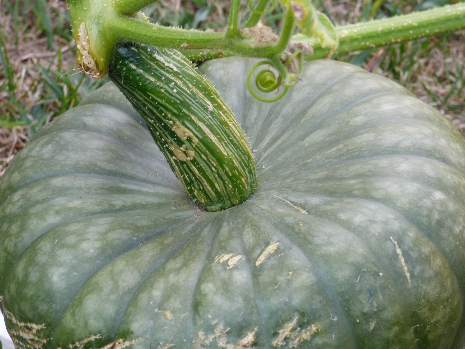 Organic Queensland Blue Pumpkins in Ballarat | Queentulip