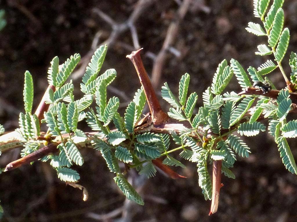 Árboles: Garabato - Garabato macho