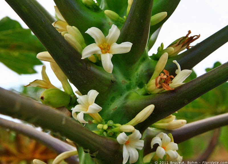 Kelamin Bunga ~ MUNAWI INSIDE