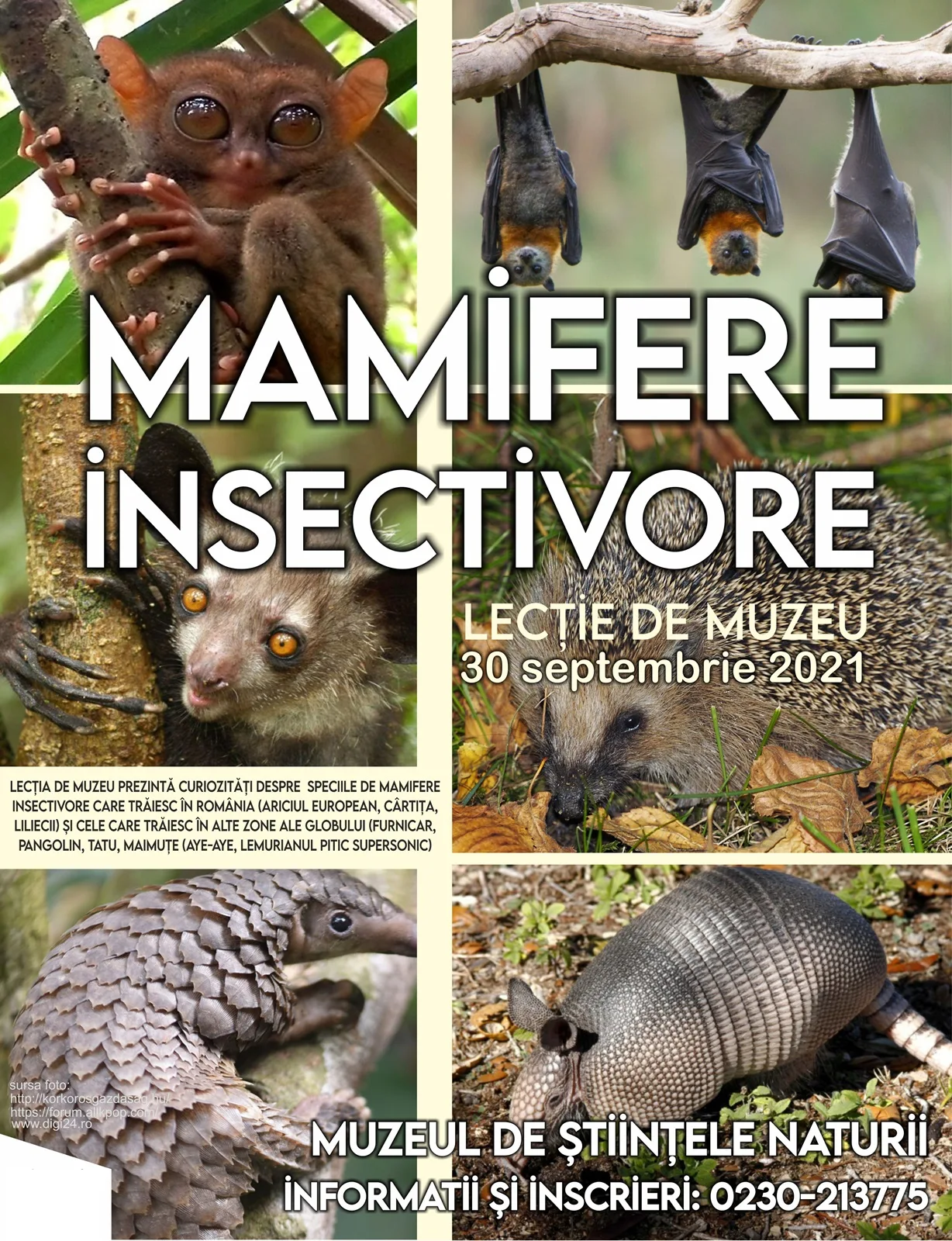 Mamifere rozătoare și Mamifere insectivore din România și din lume ...