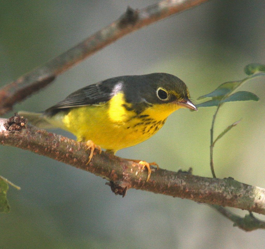 CANADA WARBLER