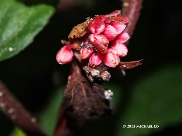 The rainforests of Borneo & Southeast Asia: Back to limestone forest in ...