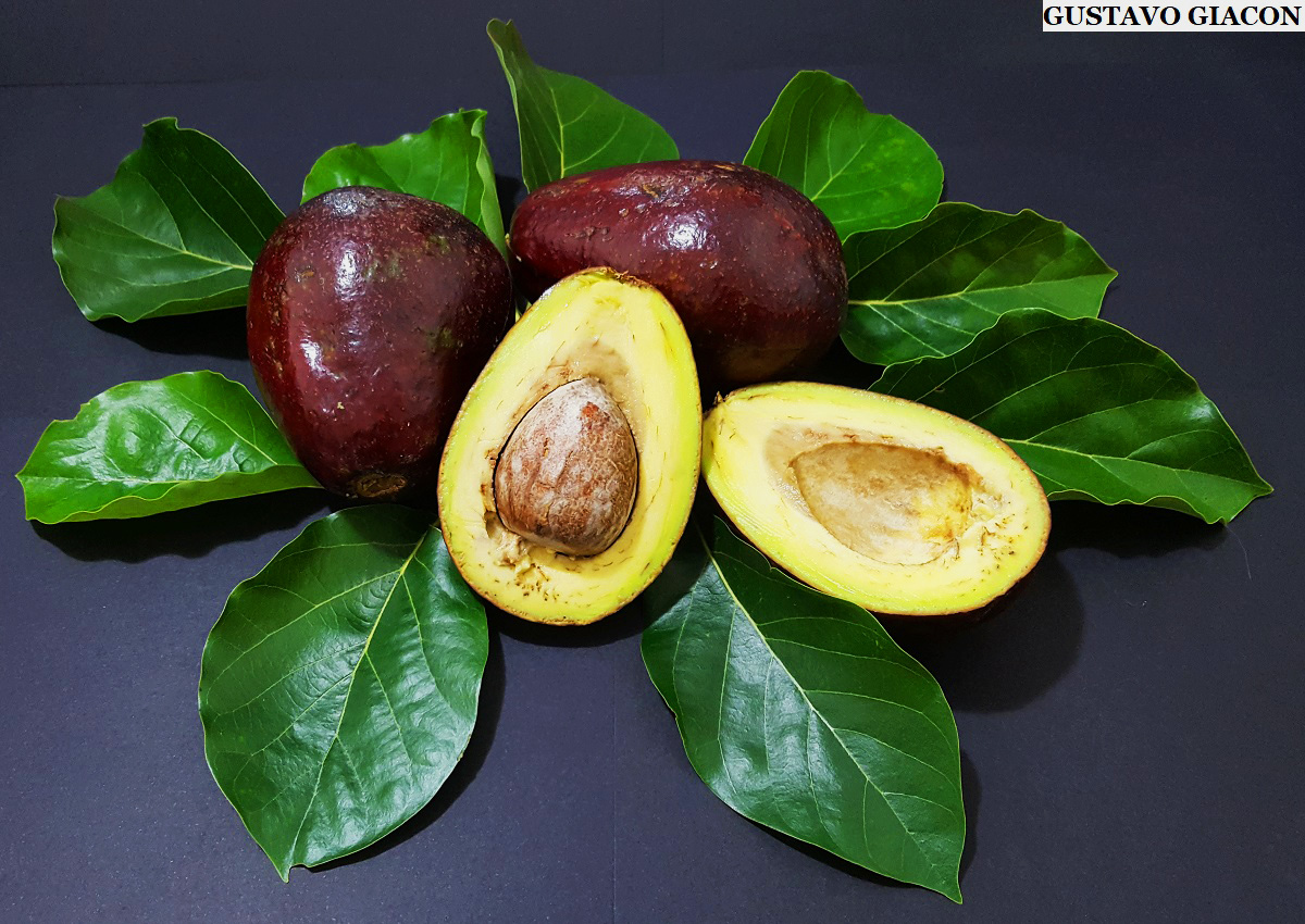 Blog do Viveirista: Abacate Roxo ( Persea americana )