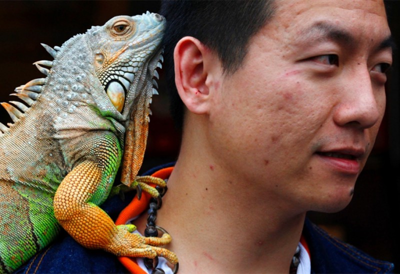 Chingum — Discover Curiosities: 10 most unusual pets